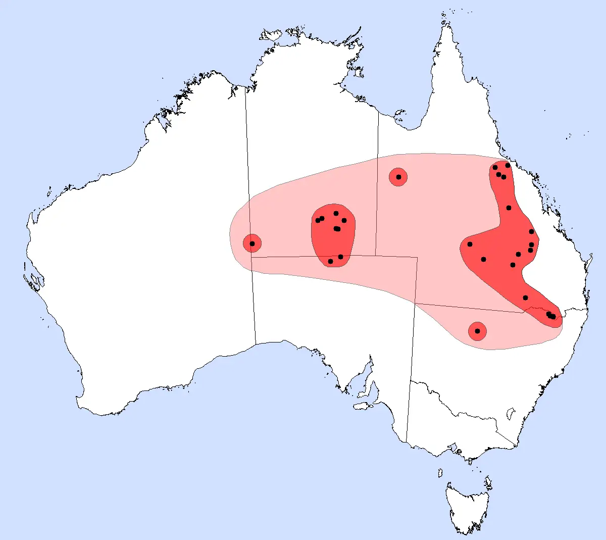 Setirostris eleryi - факти, дієта, ареал і фотографії на Animalia.bio