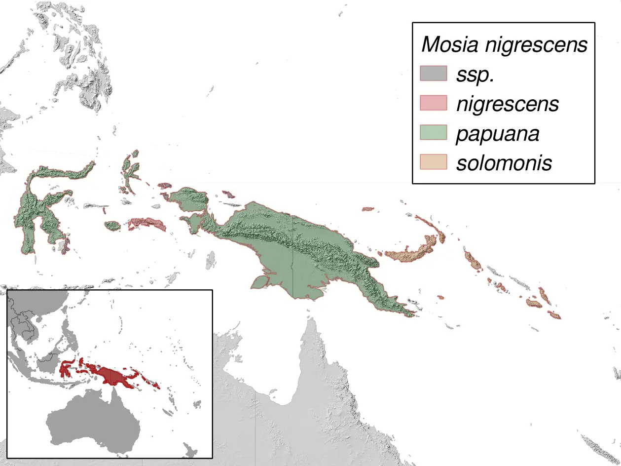 Mosia nigrescens - факти, дієта, ареал і фотографії на Animalia.bio