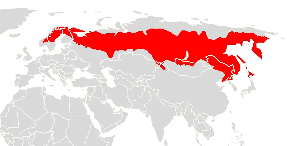 Myodes rufocanus - факти, дієта, ареал і фотографії на Animalia.bio