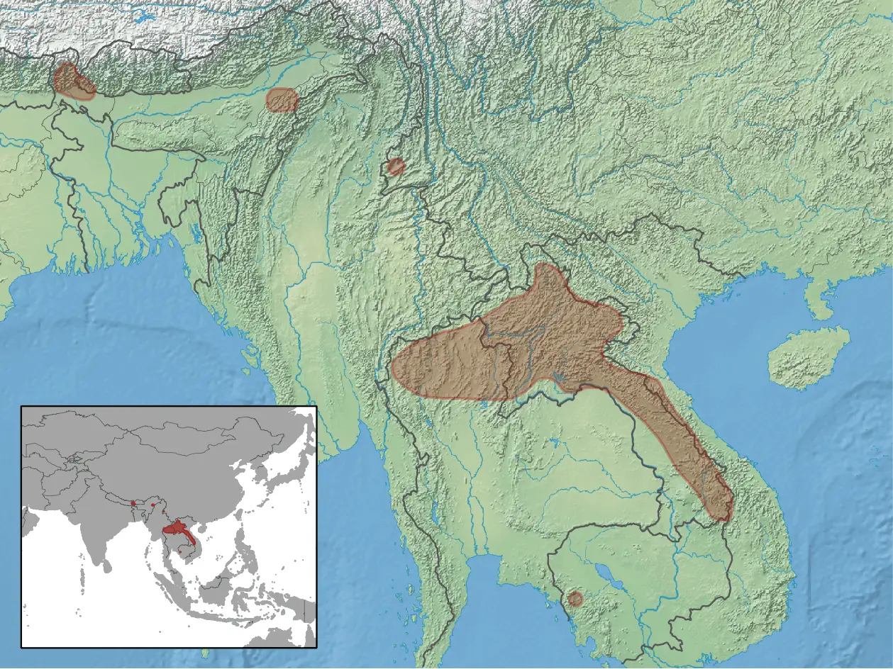 Myotis annectans - факти, дієта, ареал і фотографії на Animalia.bio