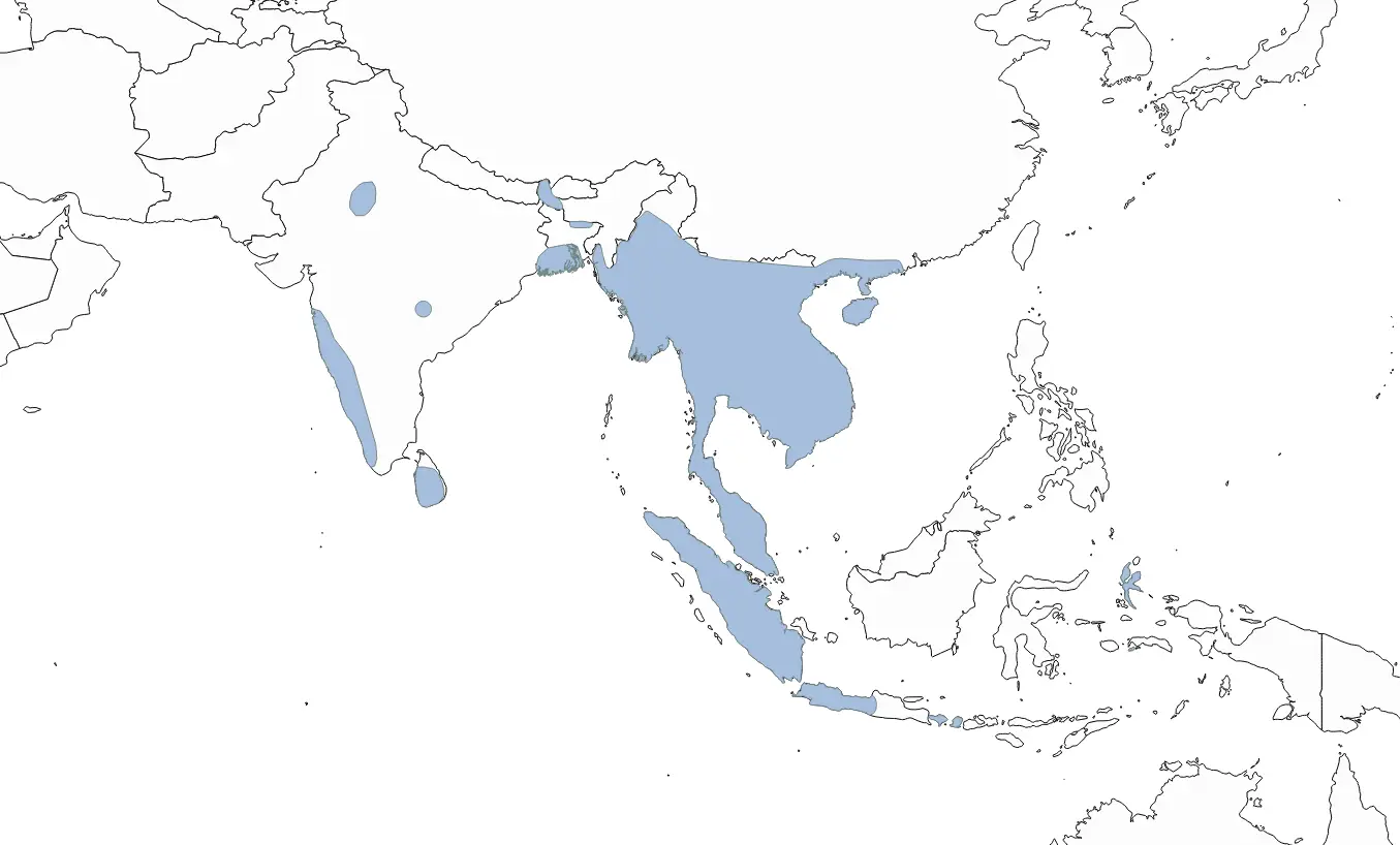Kerivoula picta - факти, дієта, ареал і фотографії на Animalia.bio