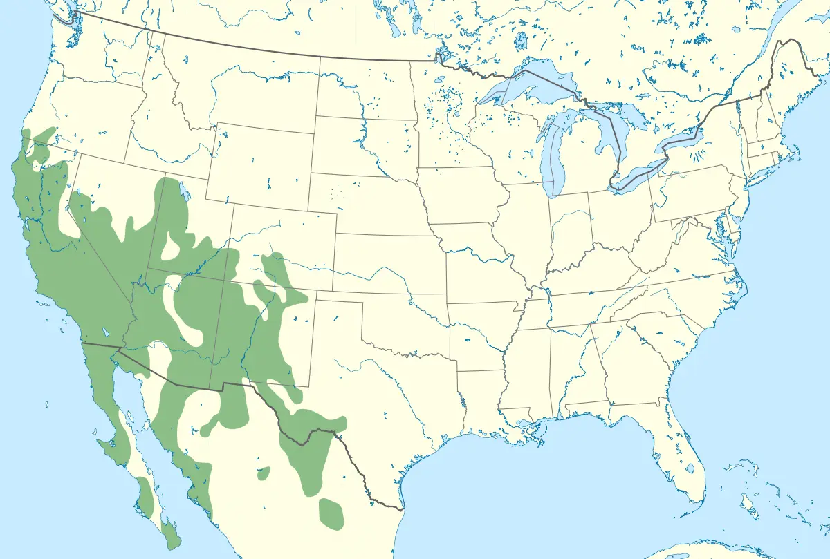 Thomomys bottae - факти, дієта, ареал і фотографії на Animalia.bio