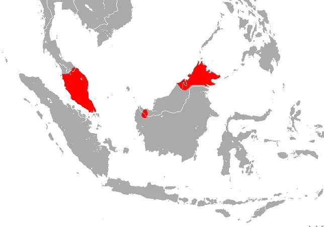 Hipposideros ridleyi - факти, дієта, ареал і фотографії на Animalia.bio