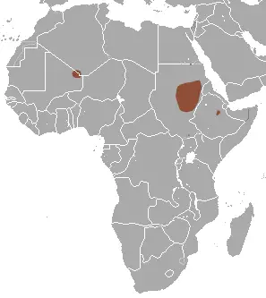 Crocidura pasha - Fatti, dieta, habitat e immagini su Animalia.bio