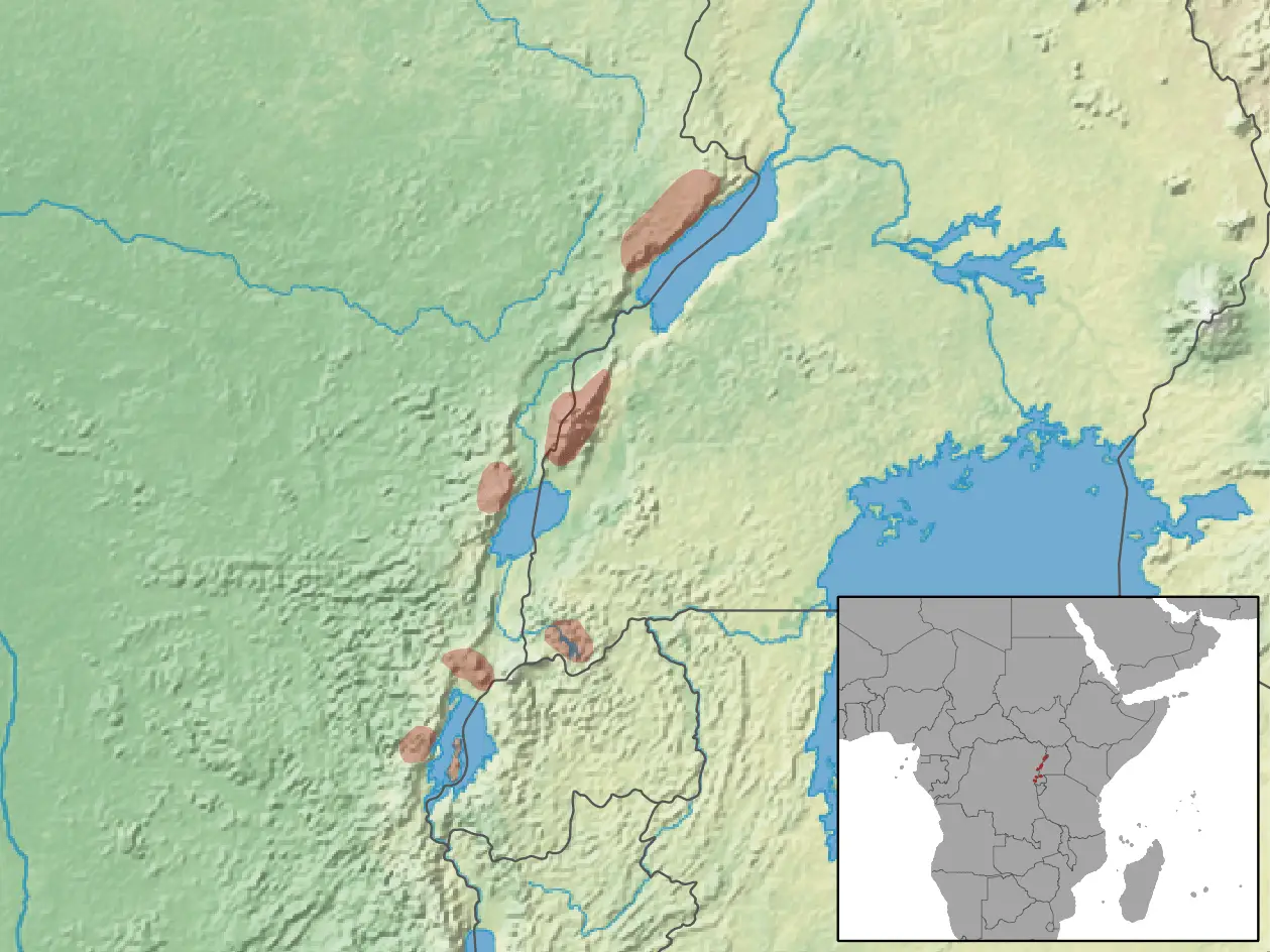 Thamnomys venustus - факти, дієта, ареал і фотографії на Animalia.bio