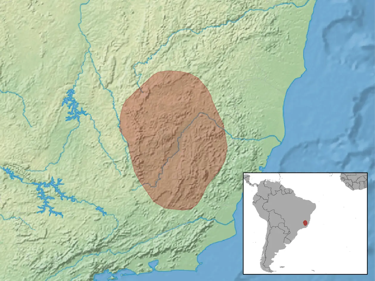 Trinomys setosus - факти, дієта, ареал і фотографії на Animalia.bio