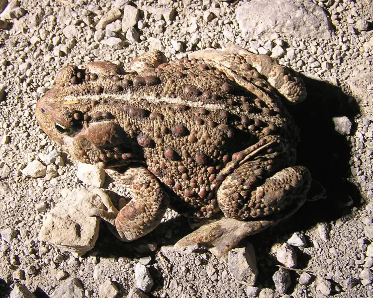 Western toad - Facts, Diet, Habitat & Pictures on Animalia.bio
