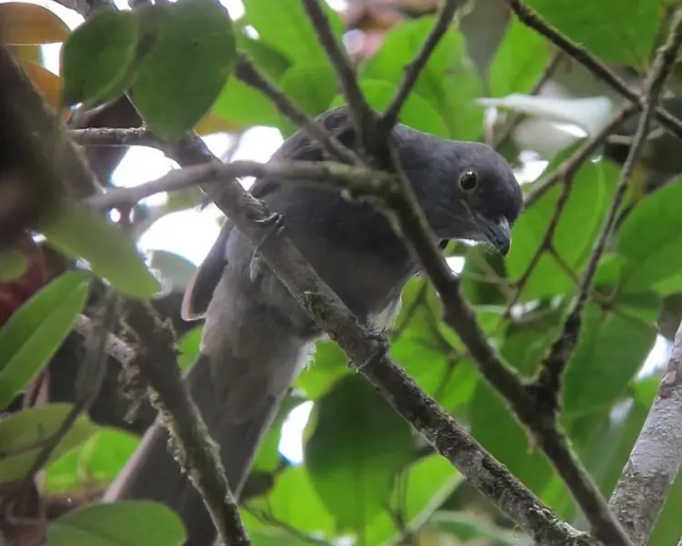 Lipaugus weberi - факти, дієта, ареал і фотографії на Animalia.bio
