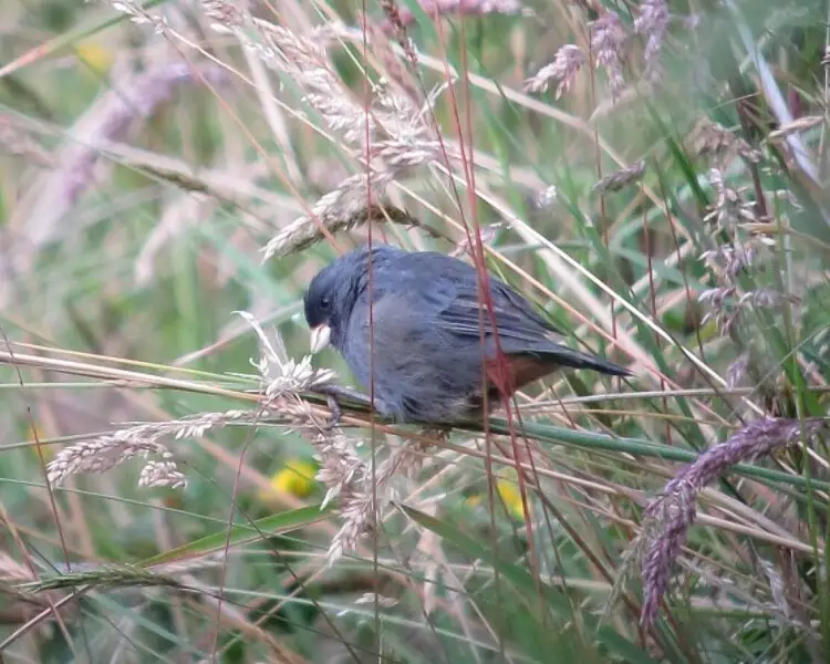 Paramo seedeater - Facts, Diet, Habitat & Pictures on Animalia.bio