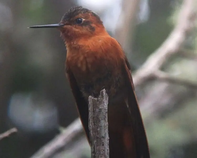 Shining sunbeam - Facts, Diet, Habitat & Pictures on Animalia.bio