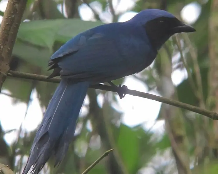 Cyanolyca armillata - факти, дієта, ареал і фотографії на Animalia.bio