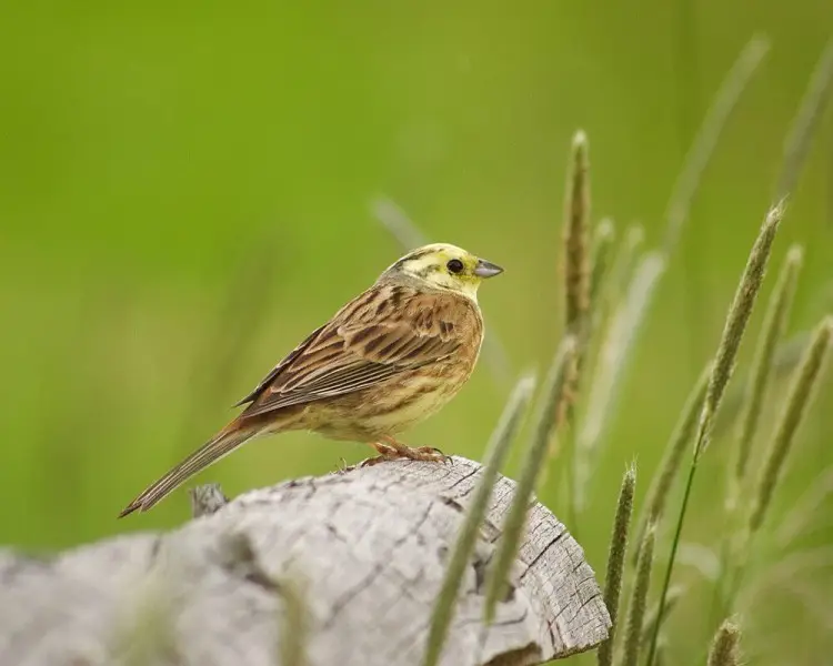 Yellowhammer - Facts, Diet, Habitat & Pictures on Animalia.bio