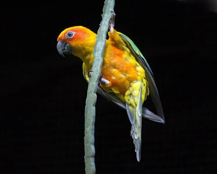 Sun Parakeet - Facts, Diet, Habitat & Pictures on Animalia.bio