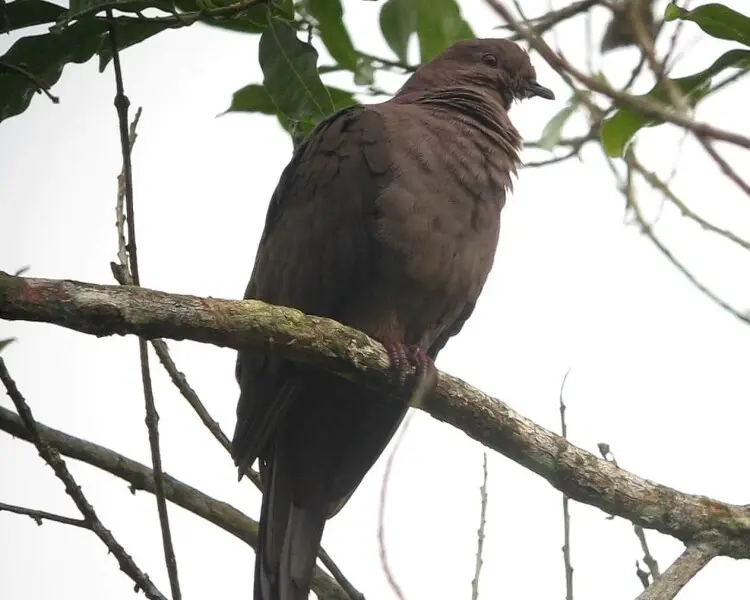 Ruddy pigeon - Facts, Diet, Habitat & Pictures on Animalia.bio