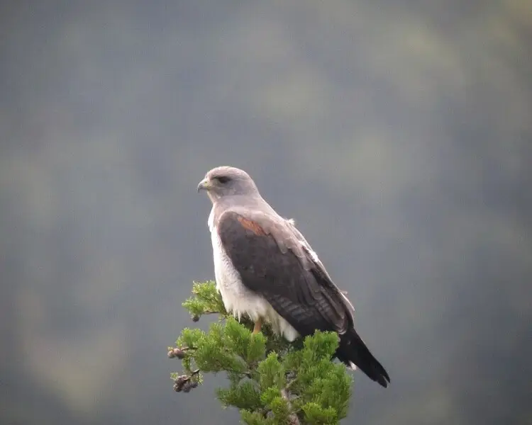White-tailed hawk - Facts, Diet, Habitat & Pictures on Animalia.bio