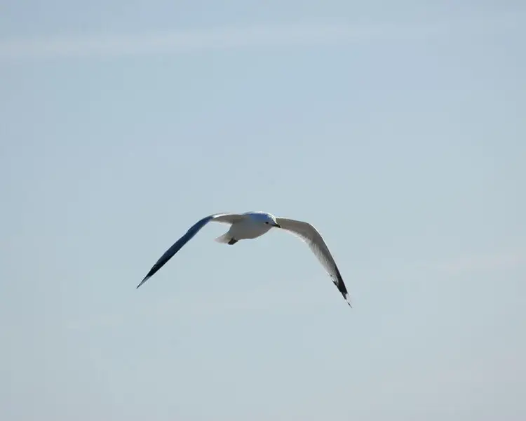 Common gull - Facts, Diet, Habitat & Pictures on Animalia.bio