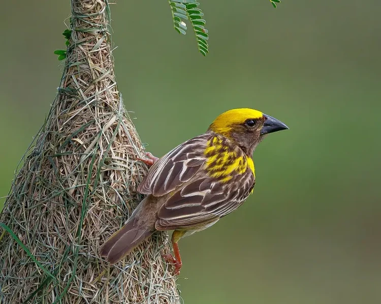 Бая - факти, дієта, ареал і фотографії на Animalia.bio