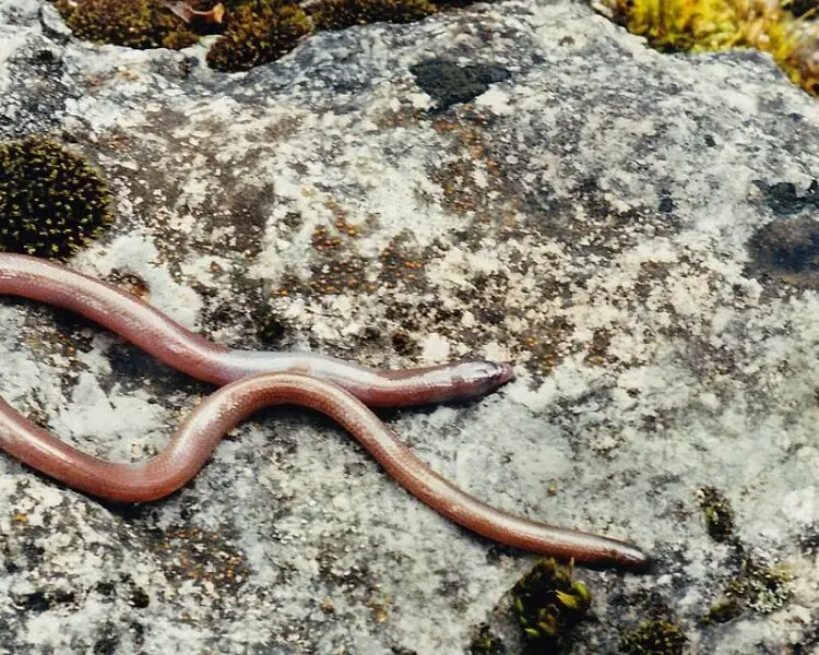 Anelytropsis - факти, дієта, ареал і фотографії на Animalia.bio
