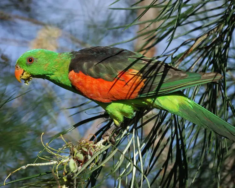 Red-winged parrot - Facts, Diet, Habitat & Pictures on Animalia.bio