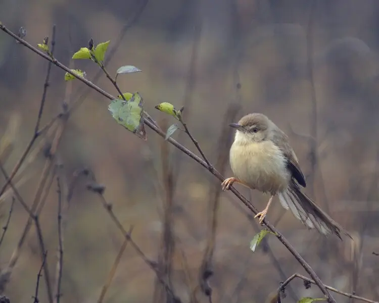 Jungle prinia - Facts, Diet, Habitat & Pictures on Animalia.bio
