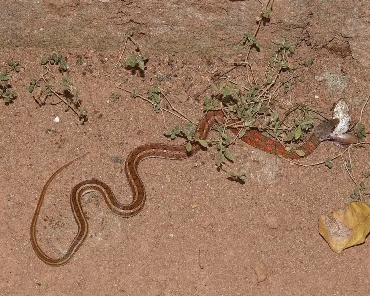 Banded racer - Facts, Diet, Habitat & Pictures on Animalia.bio
