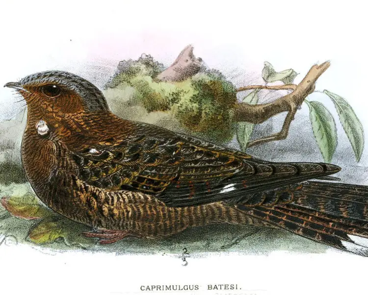 Caprimulgus batesi - факти, дієта, ареал і фотографії на Animalia.bio