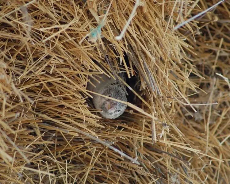 Sociable weaver - Facts, Diet, Habitat & Pictures on Animalia.bio