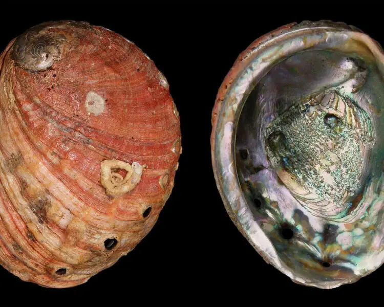 Haliotis rufescens - Facts, Diet, Habitat & Pictures on Animalia.bio