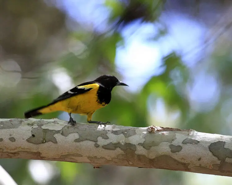 Scott's oriole - Facts, Diet, Habitat & Pictures on Animalia.bio