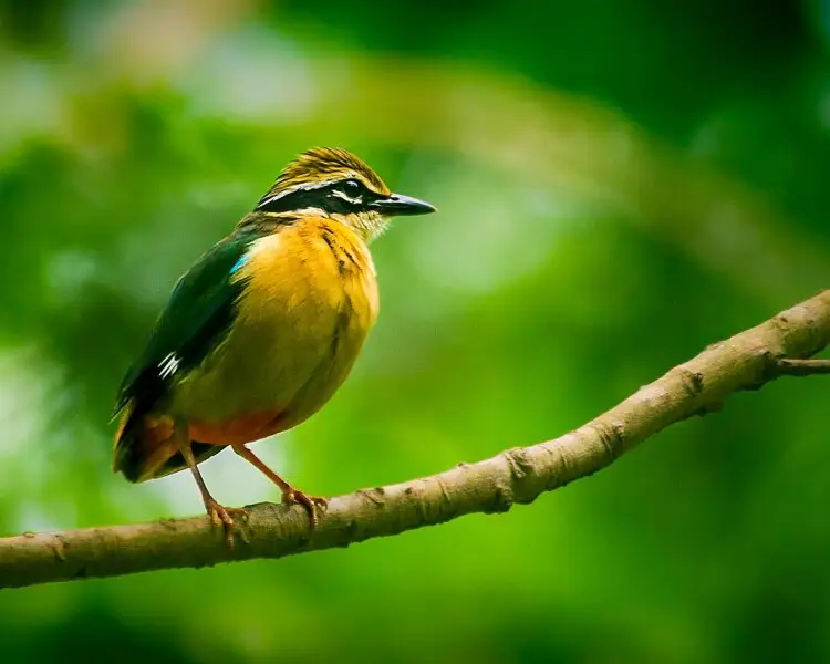 Indian pitta - Facts, Diet, Habitat & Pictures on Animalia.bio