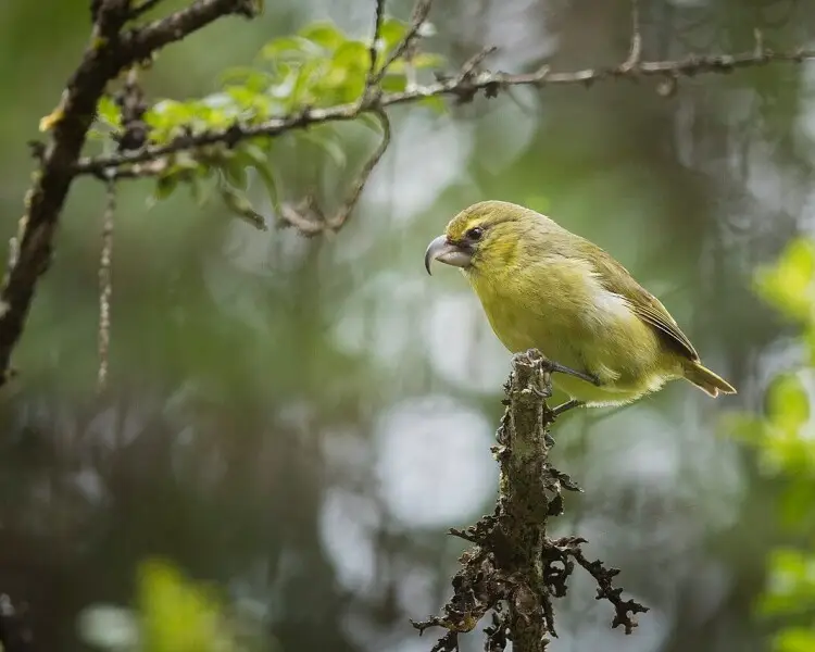 Maui parrotbill - Facts, Diet, Habitat & Pictures on Animalia.bio