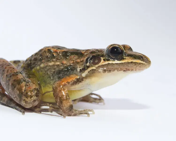 Leptodactylus fragilis - Facts, Diet, Habitat & Pictures on Animalia.bio