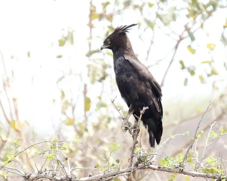 Long-crested eagle - Facts, Diet, Habitat & Pictures on Animalia.bio