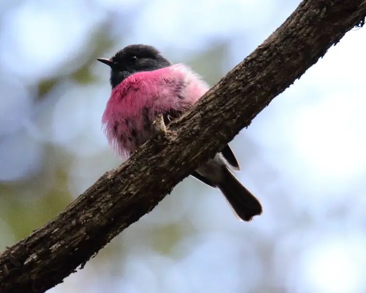 Pink robin - Facts, Diet, Habitat & Pictures on Animalia.bio