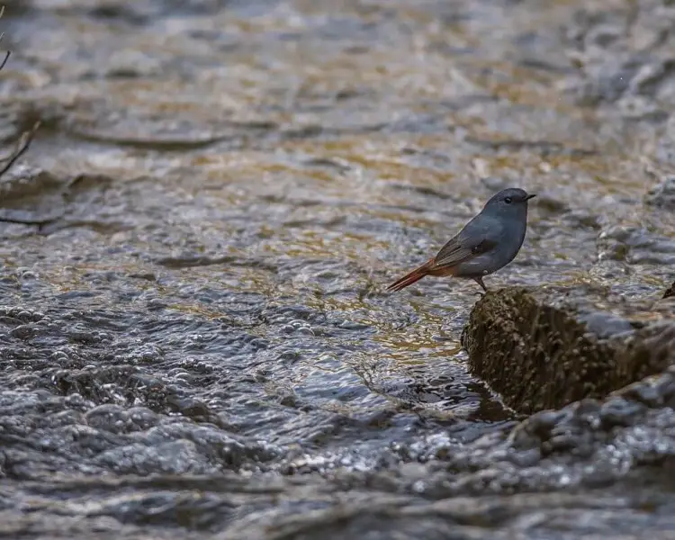 Plumbeous water redstart - Facts, Diet, Habitat & Pictures on Animalia.bio