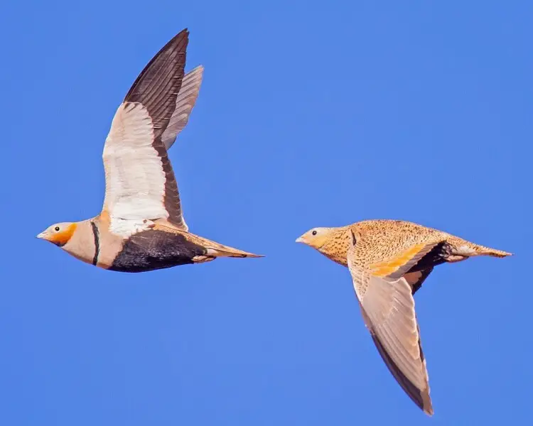 Black-bellied sandgrouse - Facts, Diet, Habitat & Pictures on Animalia.bio