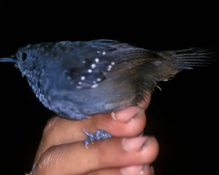 Myrmelastes leucostigma - факти, дієта, ареал і фотографії на Animalia.bio