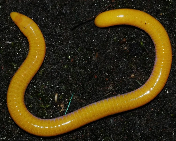 Черв'яга жовта - факти, дієта, ареал і фотографії на Animalia.bio
