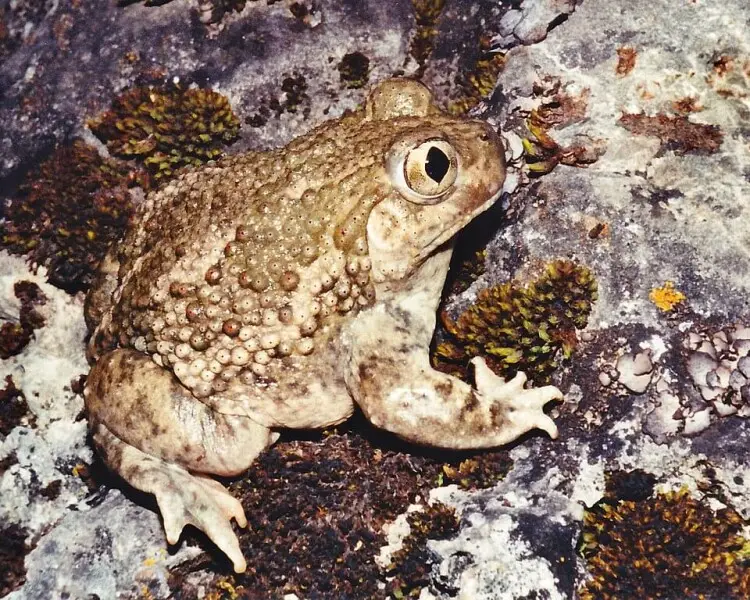 Spea multiplicata - Fatti, dieta, habitat e immagini su Animalia.bio