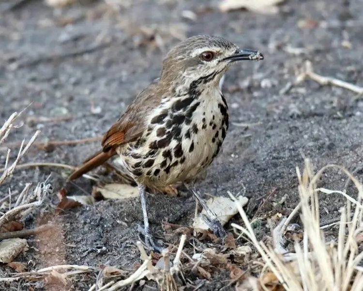 Spotted palm thrush - Facts, Diet, Habitat & Pictures on Animalia.bio