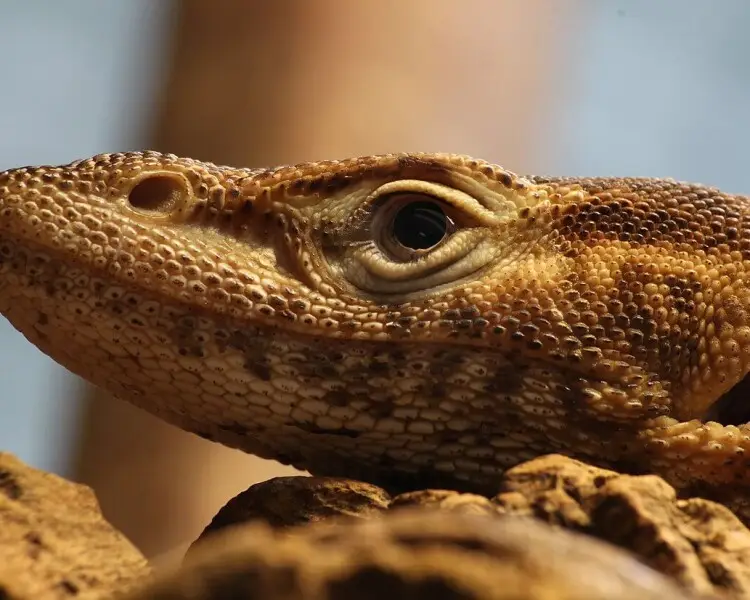 Black-headed monitor - Facts, Diet, Habitat & Pictures on Animalia.bio