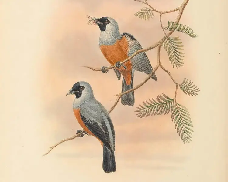 Black-winged monarch - Facts, Diet, Habitat & Pictures on Animalia.bio