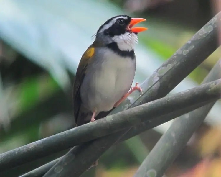 Orange-billed sparrow - Facts, Diet, Habitat & Pictures on Animalia.bio