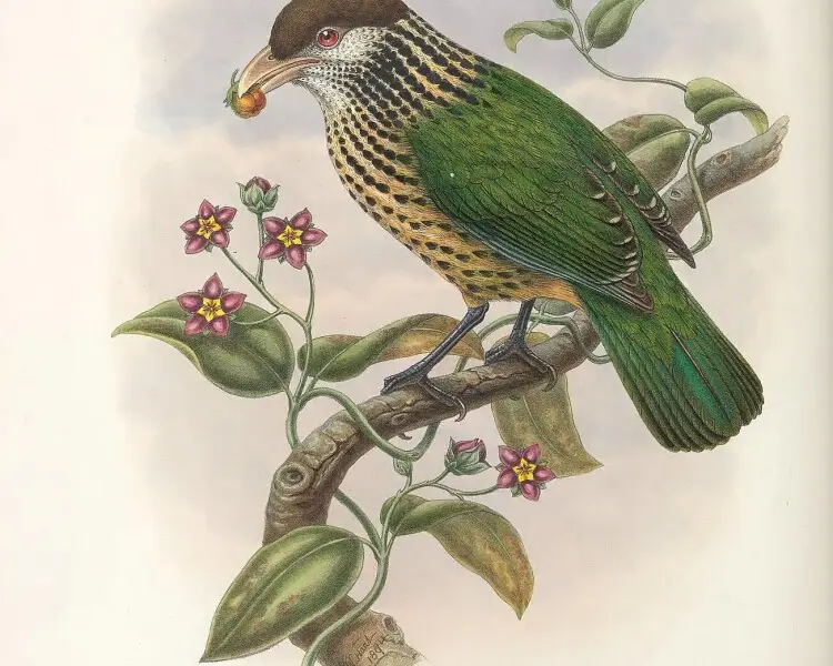 White-eared catbird - Facts, Diet, Habitat & Pictures on Animalia.bio