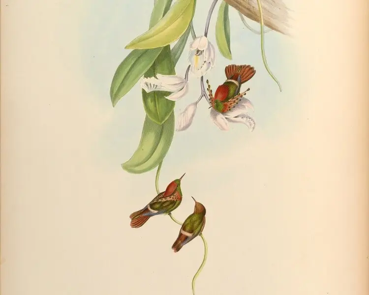 Tufted coquette - Facts, Diet, Habitat & Pictures on Animalia.bio