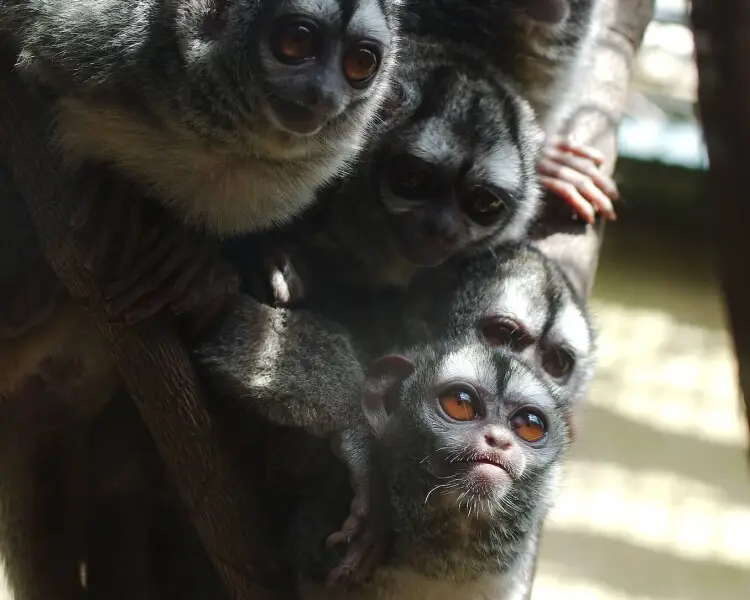 Gray-handed night monkey - Facts, Diet, Habitat & Pictures on Animalia.bio