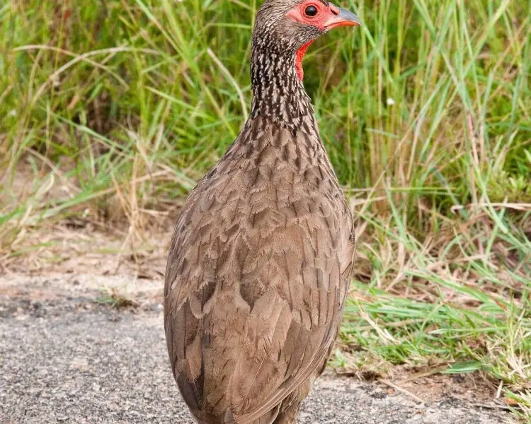 Swainson's spurfowl - Facts, Diet, Habitat & Pictures on Animalia.bio