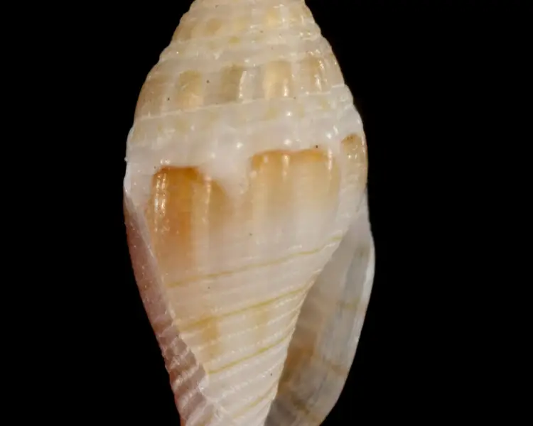 Anarithma metula - факти, дієта, ареал і фотографії на Animalia.bio