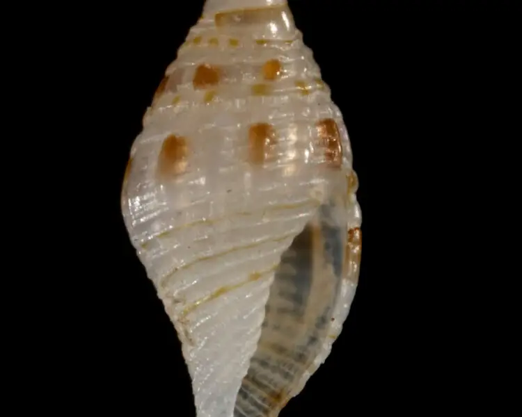 Anarithma stepheni - факти, дієта, ареал і фотографії на Animalia.bio