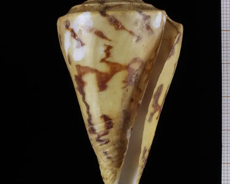 Conasprella centurio - Facts, Diet, Habitat & Pictures on Animalia.bio